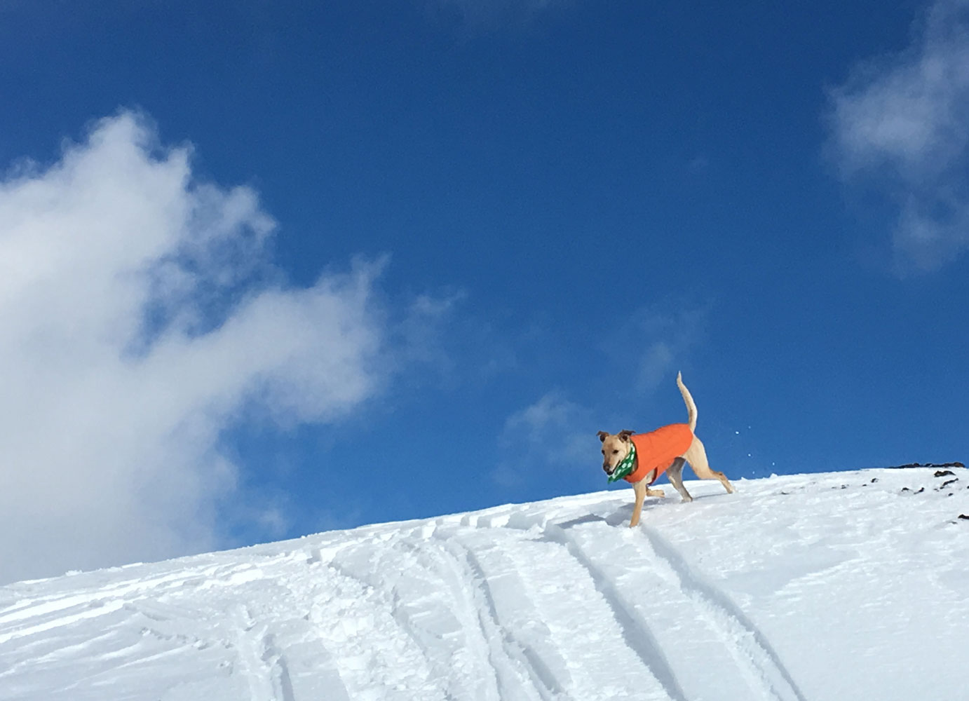 Powder Hound | Trails' Guide